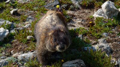 Hiking Mount Massive 14er in Leadville Colorado
